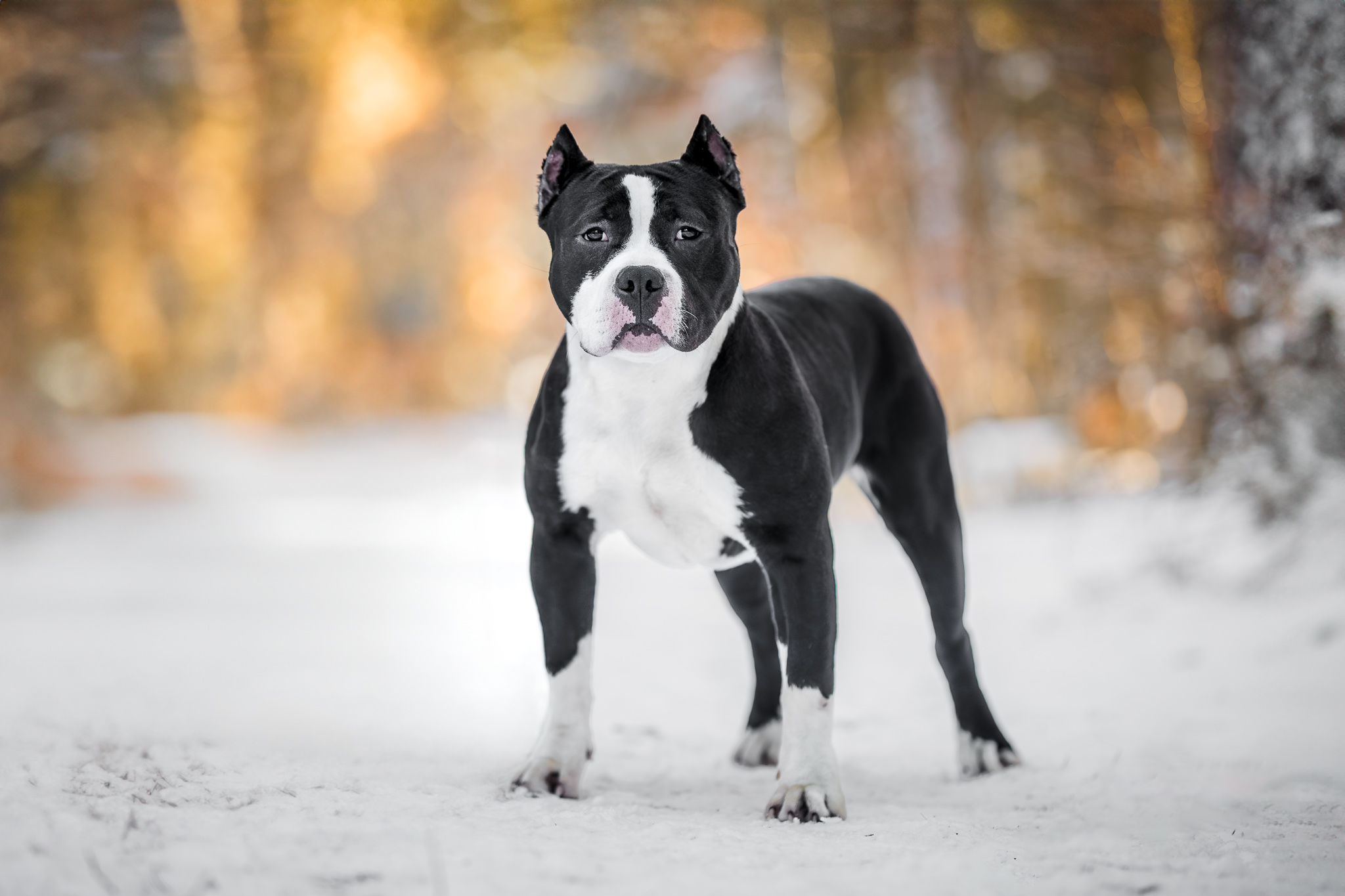 Complete Bullies Jasmine | Complete Bullies - Elite XL American Bully ...