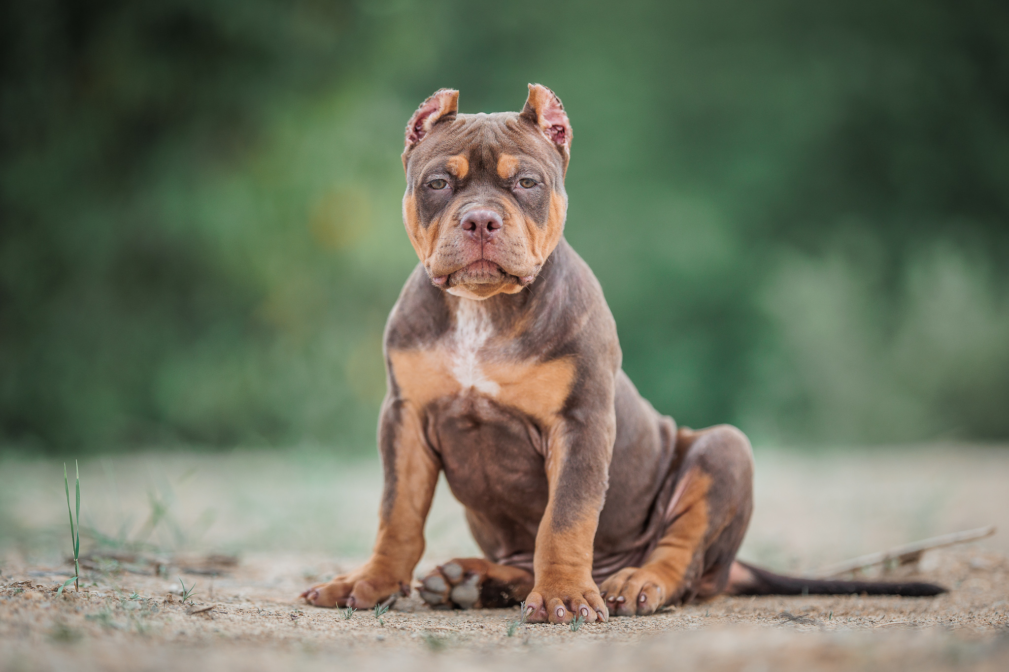 Incredibullz Bubba Shrimp | Complete Bullies - Elite XL American Bully ...