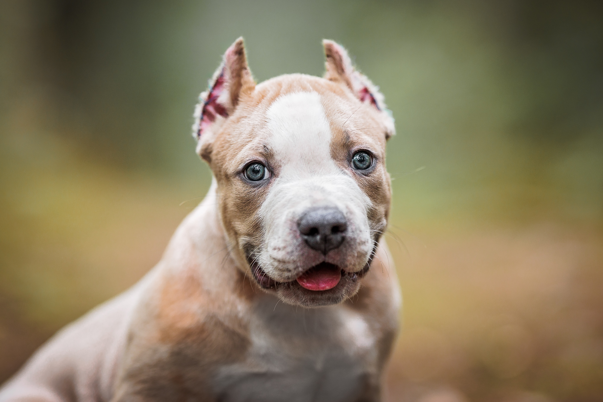 Complete Bullies Zeus | Complete Bullies - Elite XL American Bully kennel