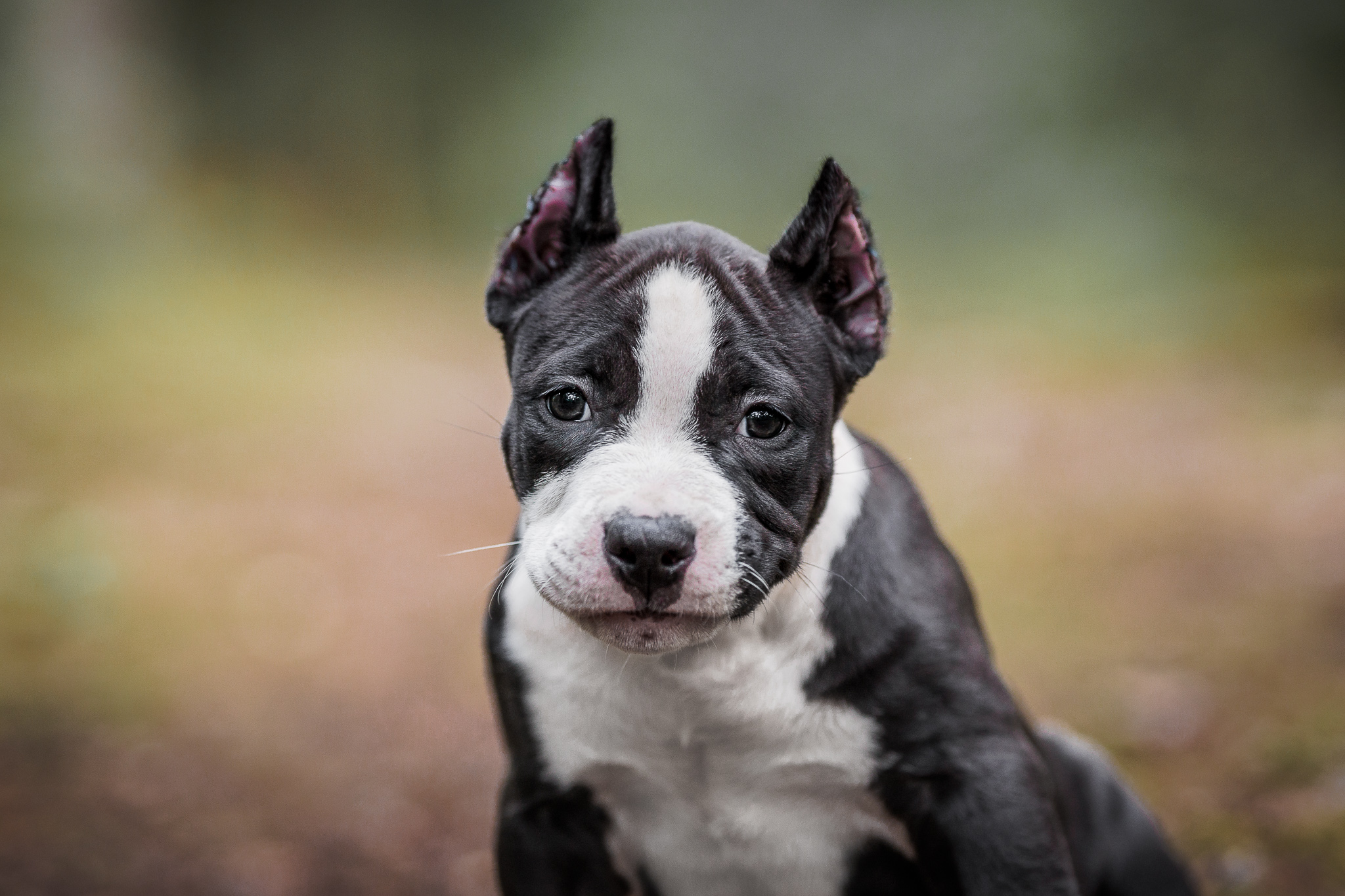 Complete Bullies Jasmine | Complete Bullies - Elite XL American Bully ...