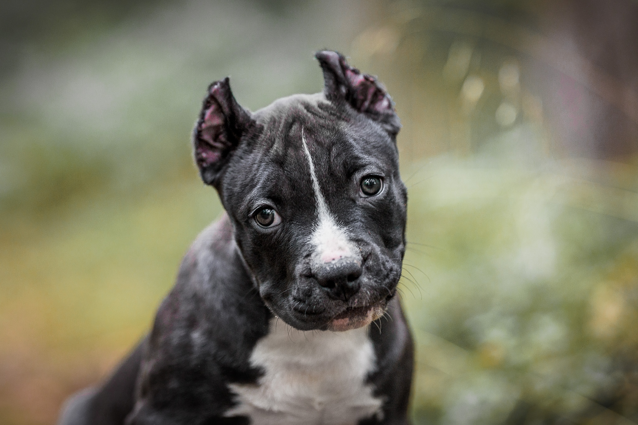 Complete Bullies Bane | Complete Bullies - Elite XL American Bully kennel