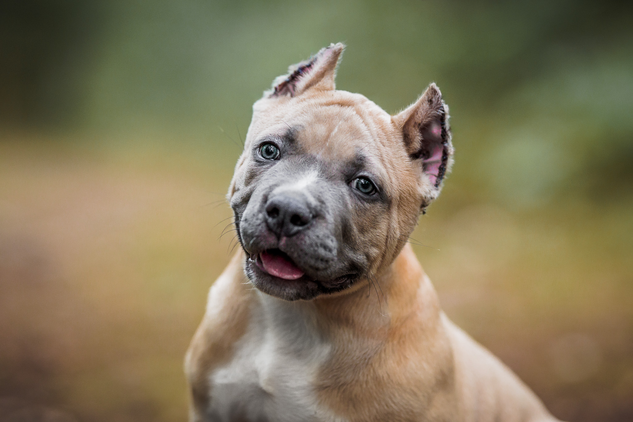 Complete Bullies Rudolph | Complete Bullies - Elite XL American Bully ...