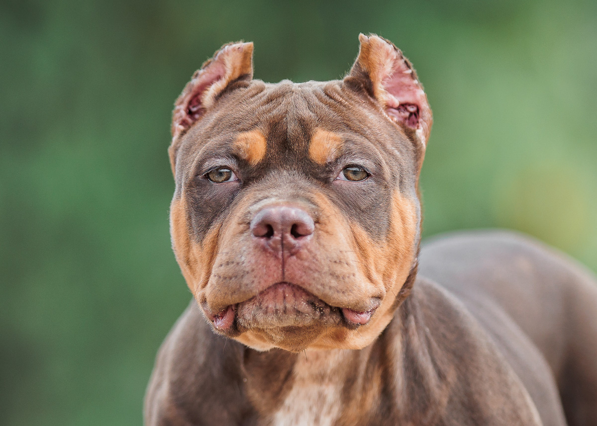 Incredibullz Bubba Shrimp | Complete Bullies - Elite XL American Bully ...