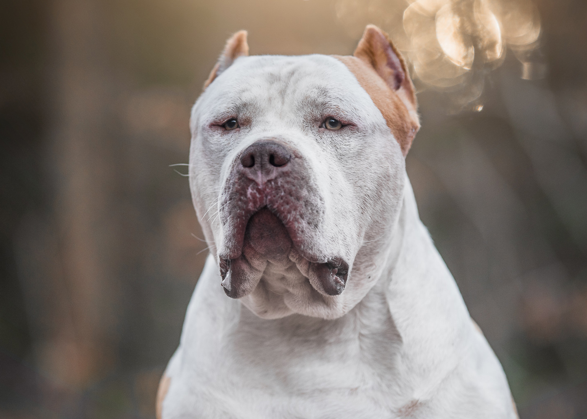 Centerstage's Conquest | Complete Bullies - Elite XL American Bully kennel