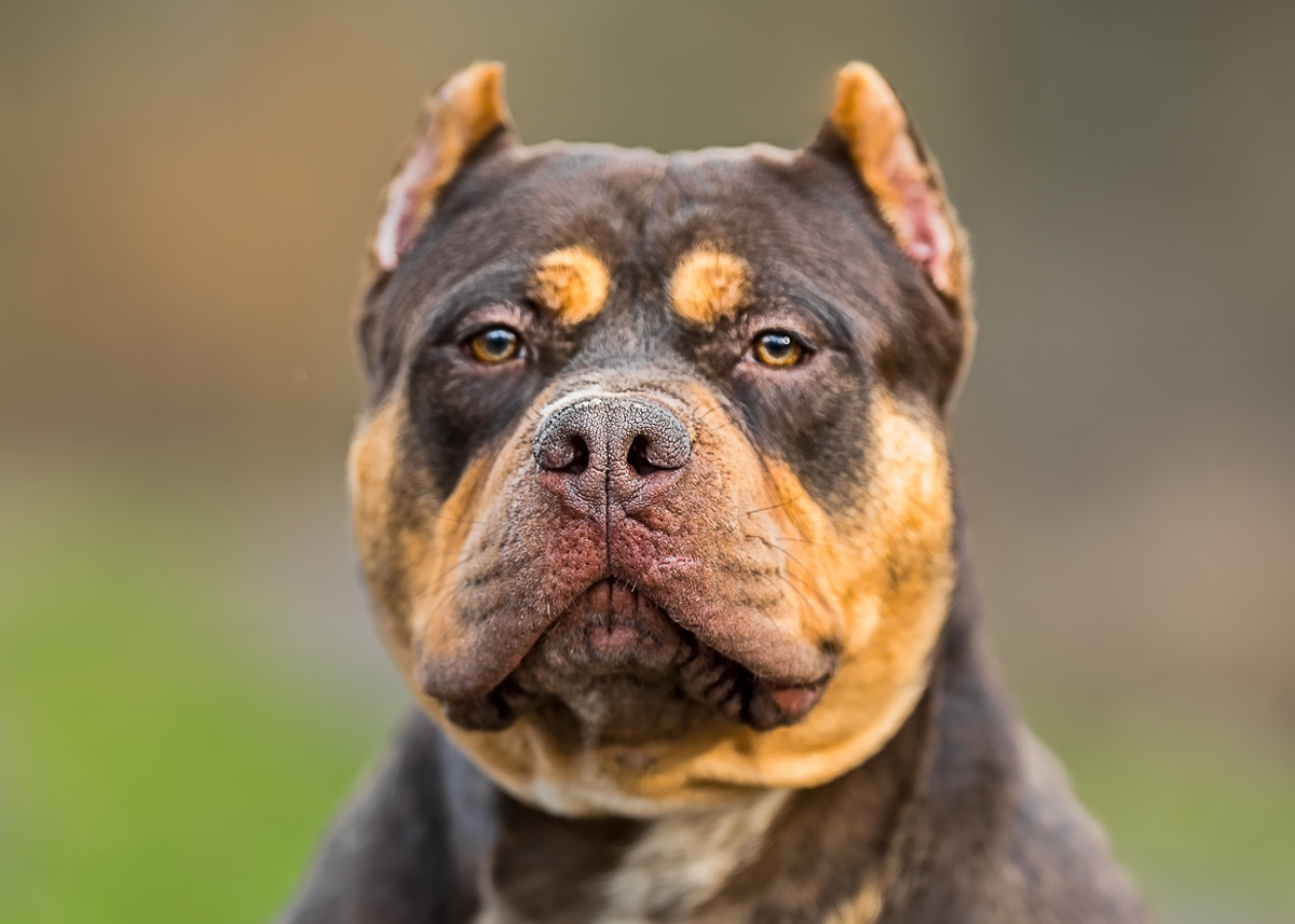 Incredibullz Bubba Shrimp | Complete Bullies - Elite XL American Bully ...