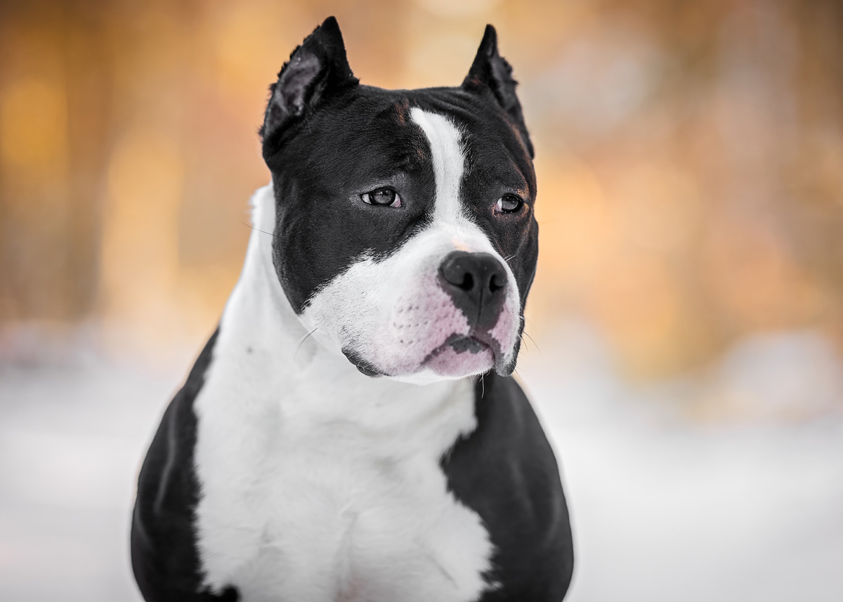 Complete Bullies Jasmine | Complete Bullies - Elite XL American Bully ...