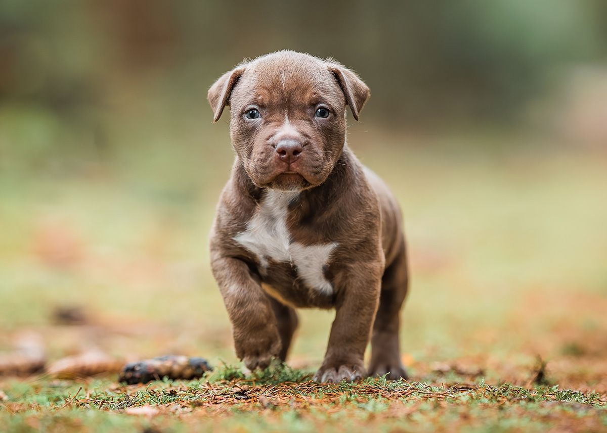 Complete Bullies Daisy | Complete Bullies - Elite XL American Bully kennel