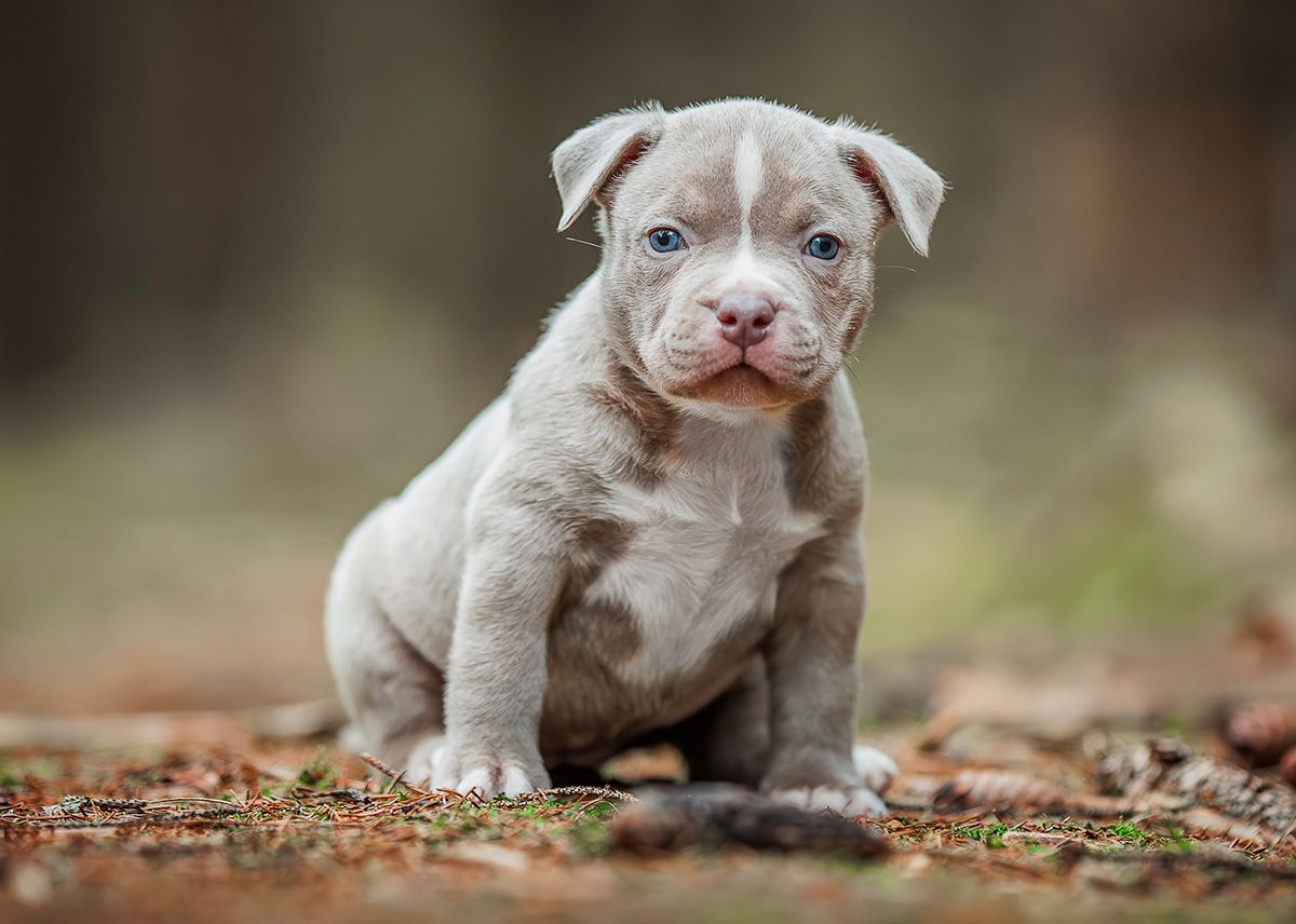 Complete Bullies Tinker Bell | Complete Bullies - Elite XL American ...