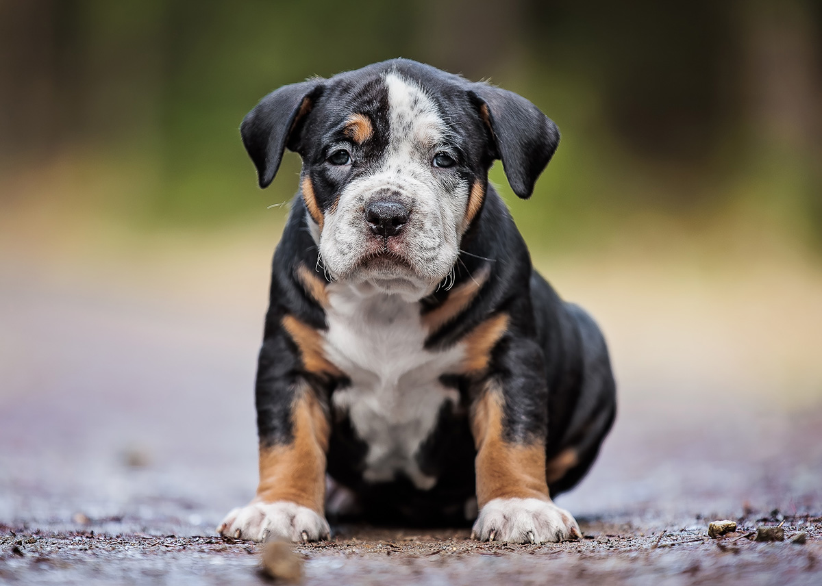 Complete Bullies Bertha | Complete Bullies - Elite XL American Bully kennel