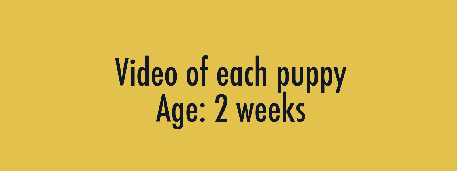 Upcoming breeding | Complete Bullies - Elite XL American Bully kennel
