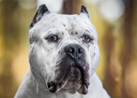 Complete Bullies Home | Complete Bullies - Elite XL American Bully kennel