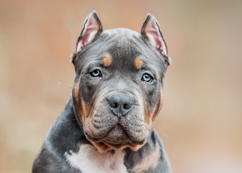 Our Dogs | Complete Bullies - Elite XL American Bully kennel