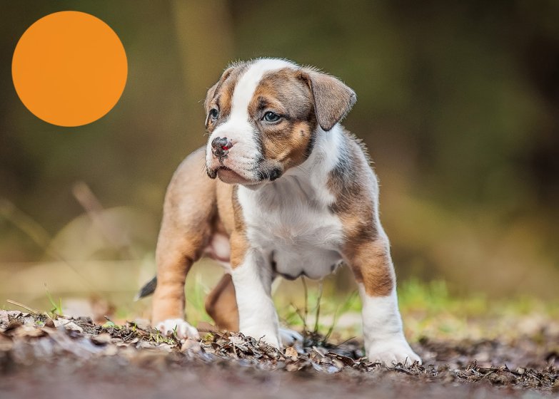 For Sale | Complete Bullies - Elite XL American Bully kennel