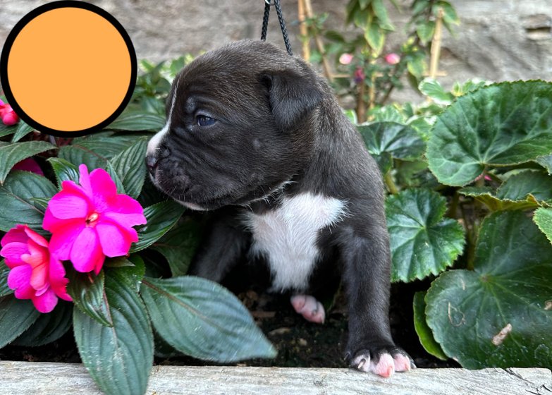 For Sale | Complete Bullies - Elite XL American Bully kennel