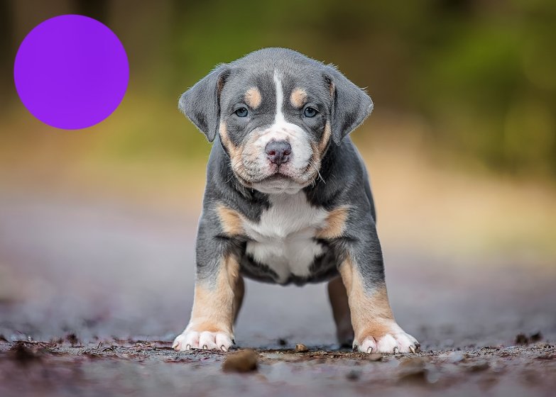 For Sale | Complete Bullies - Elite XL American Bully kennel