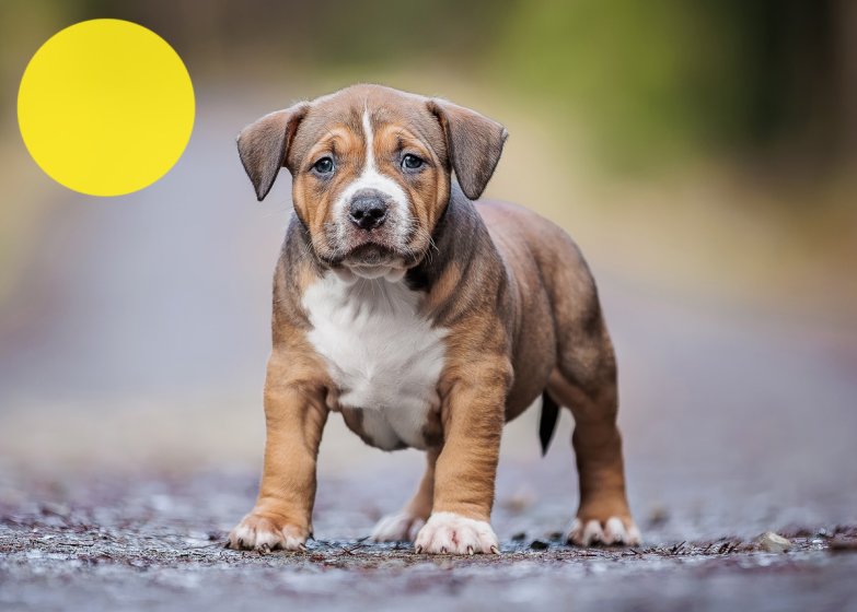 For Sale | Complete Bullies - Elite XL American Bully kennel